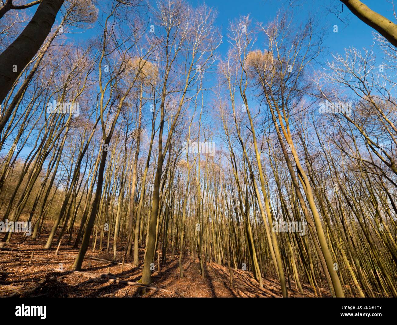 UK, England, Surrey, Forest white down Stock Photo - Alamy