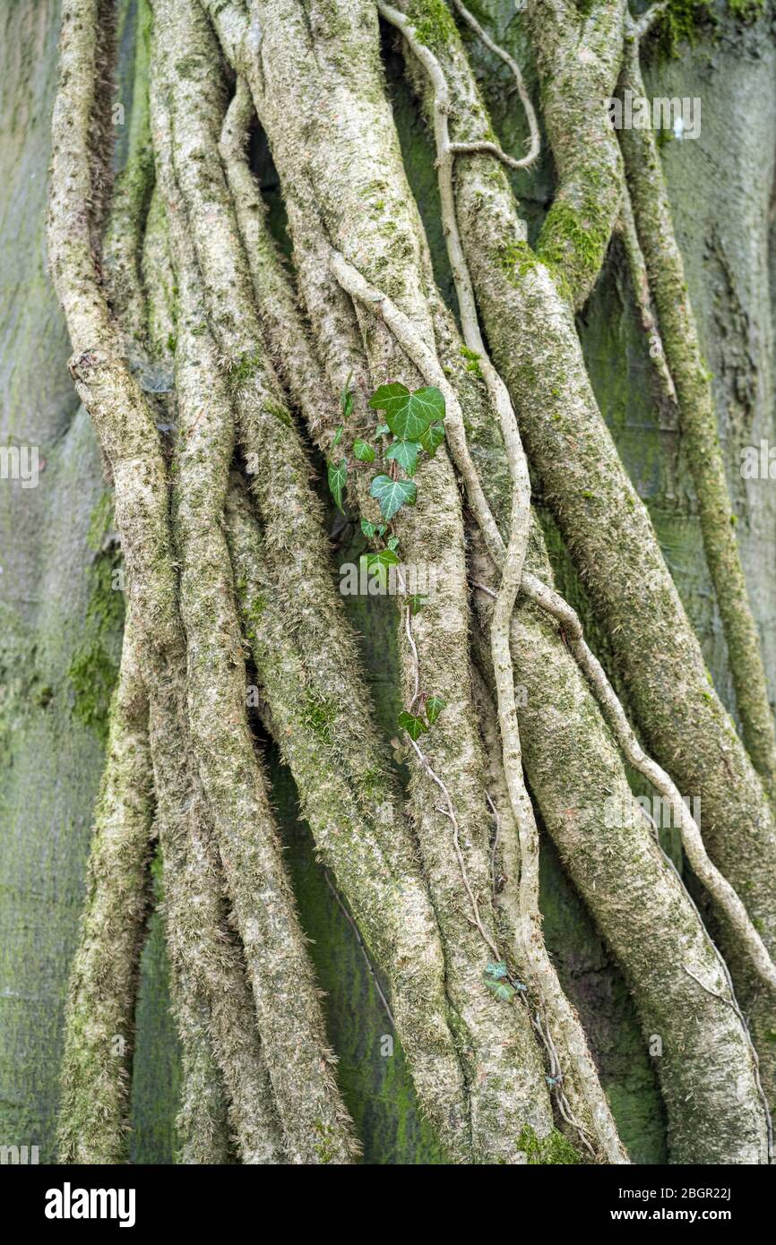 Ivy - Hedera Helix - growing up a beech tree for support, UK Stock ...