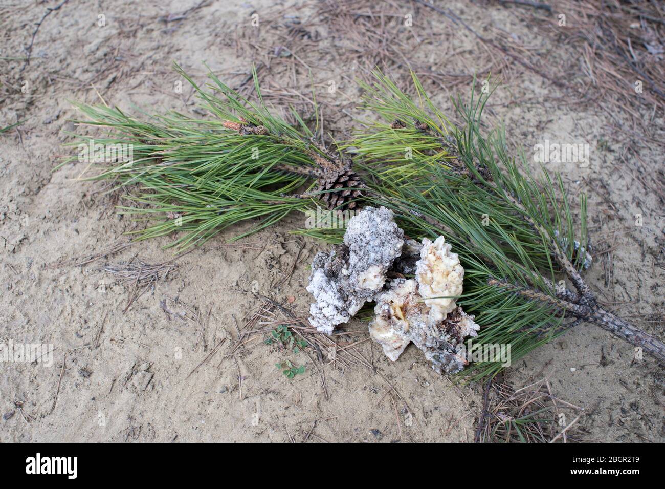 Green pine branch with large fractions of gum resin for healing tree ...