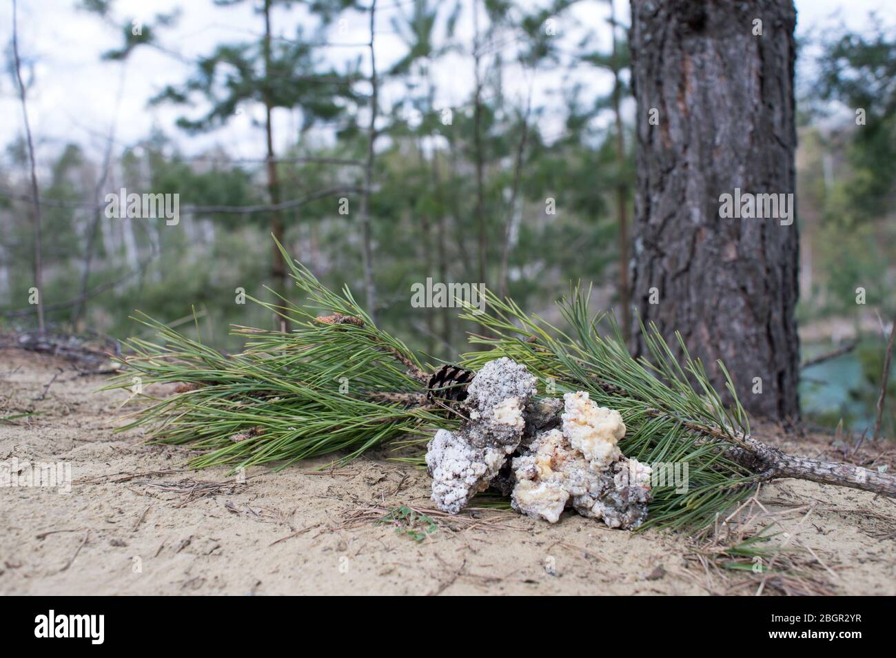 Green pine branch with large fractions of gum resin for healing tree ...