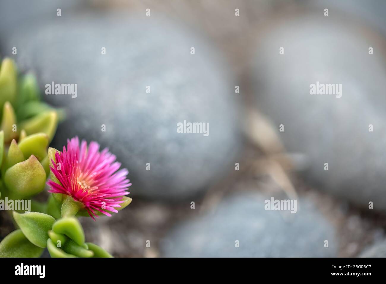 Bright pink flowering succulent planting in stone garden, small ...