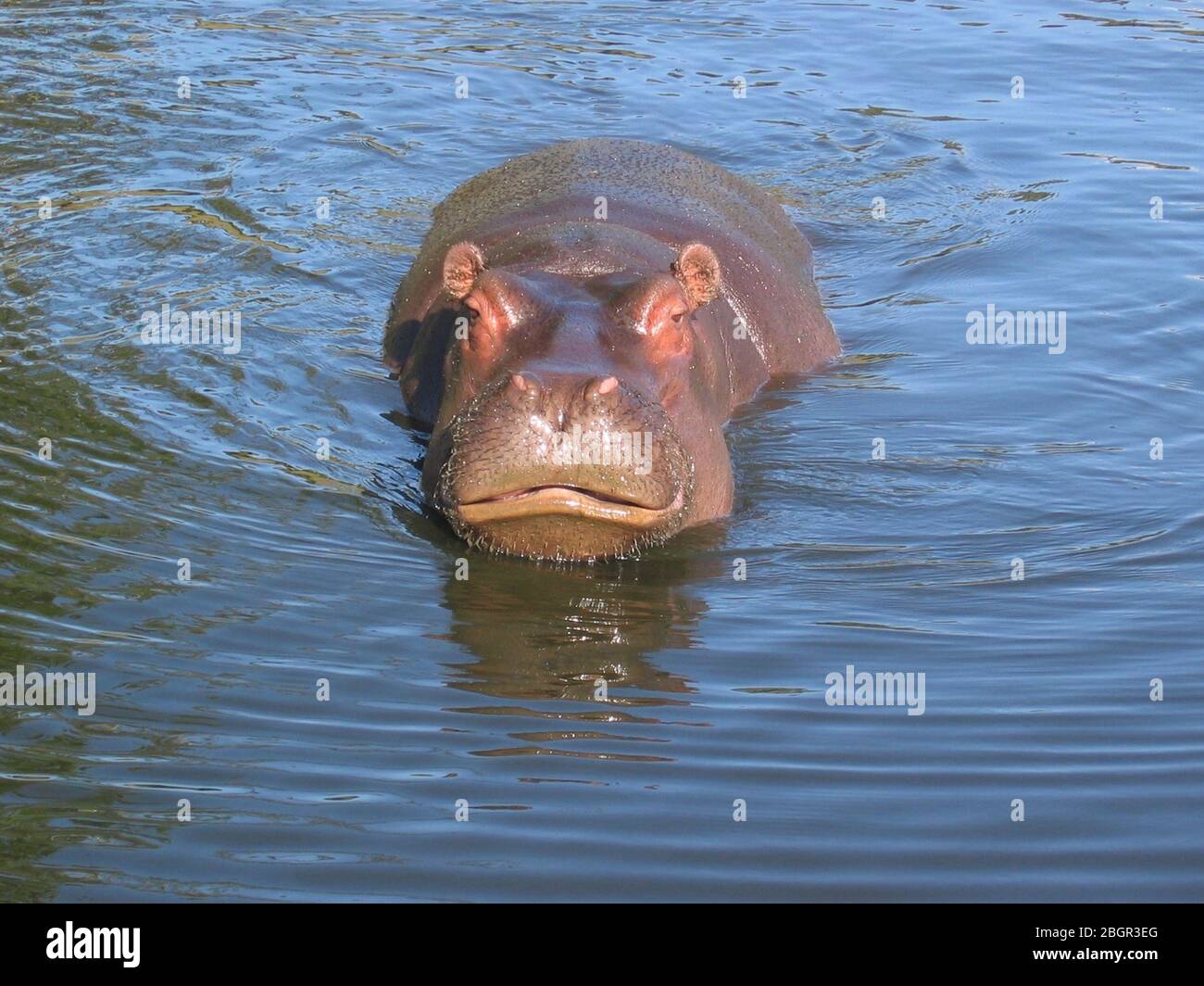 Hippo (Hippopotamus amphibius) in water looking at camera head on Stock ...