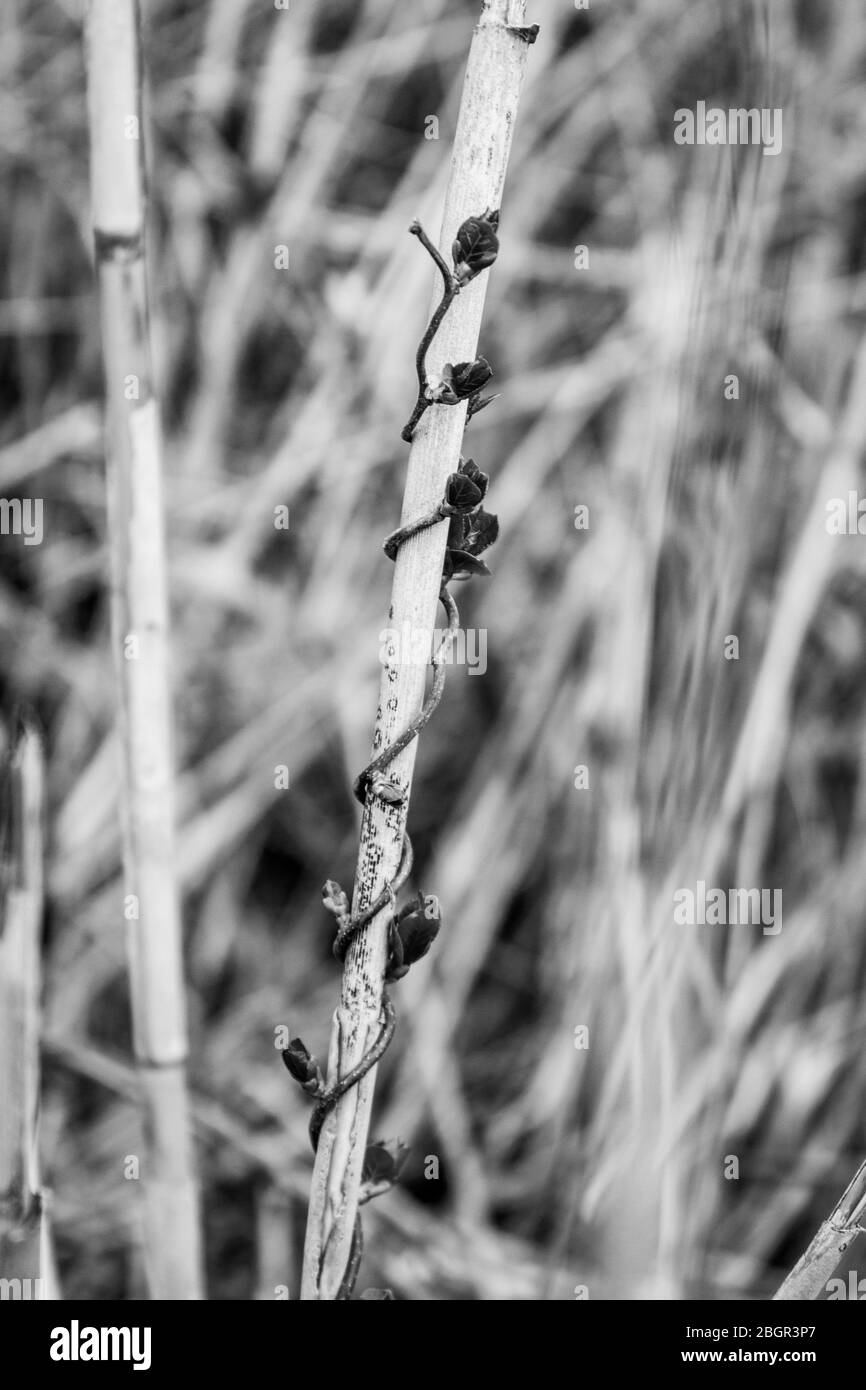 A young vine with flower buds climbs the dry stalk of a cattail plant ...