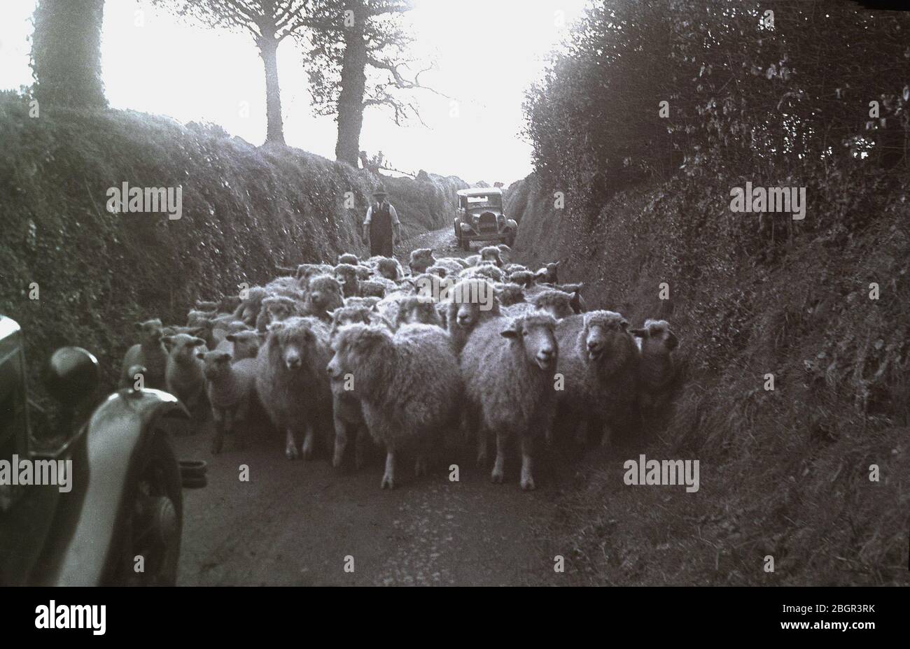 1930s, historical, a farmer with his flock of sheep in a narrow country lane, with motorcars of ...