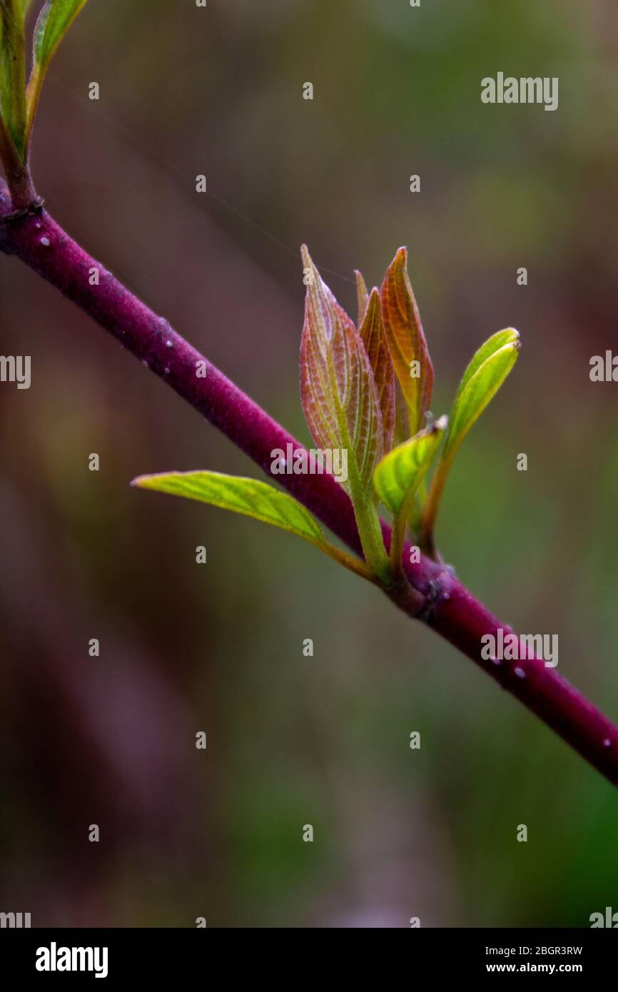 tender leaves grow from a tree twig as spring comes Stock Photo - Alamy