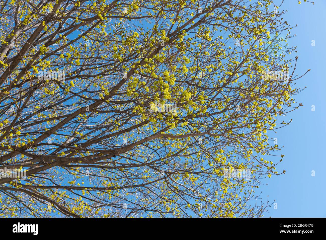 Yellow flowering maple tree branches against blue sky Stock Photo - Alamy