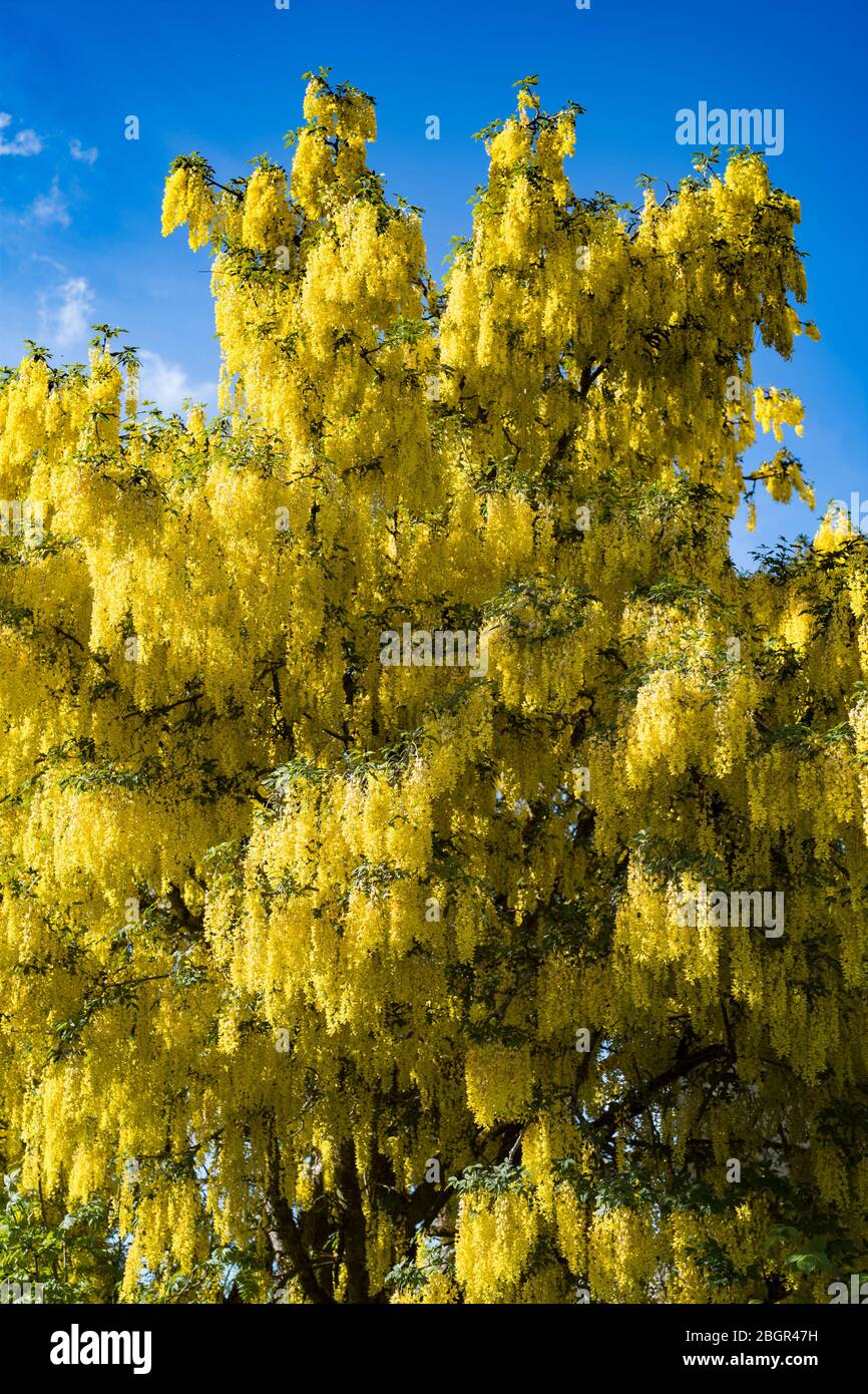 Laburnum tree,or golden chain / golden rain, in full bloom in England ...