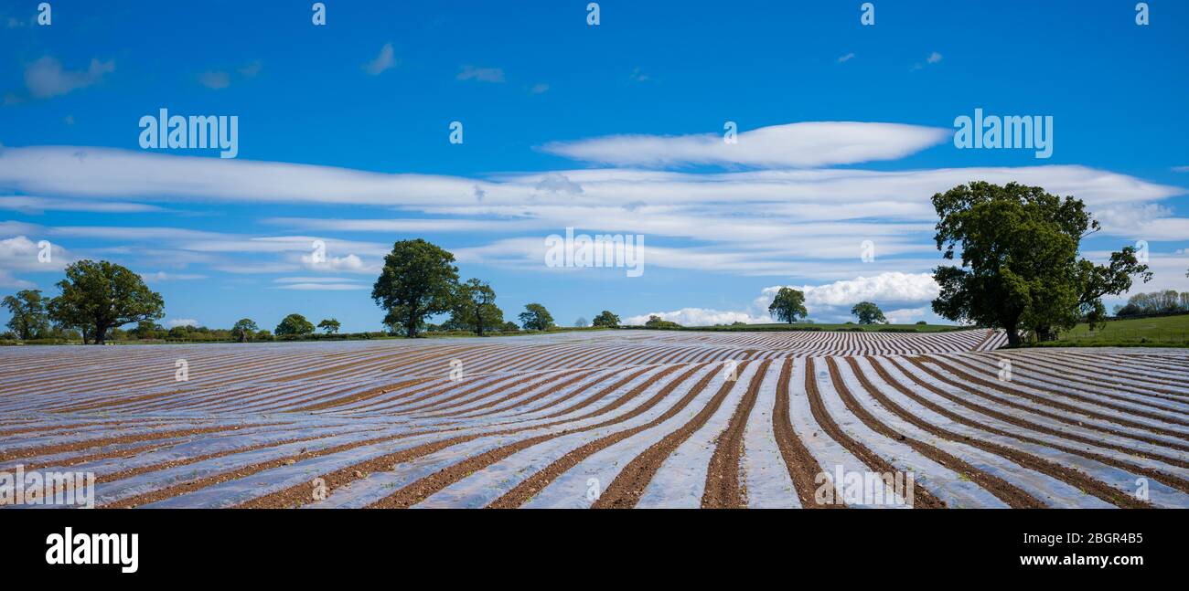 Polythene sheeting as crop covers protect new growth plants against ...