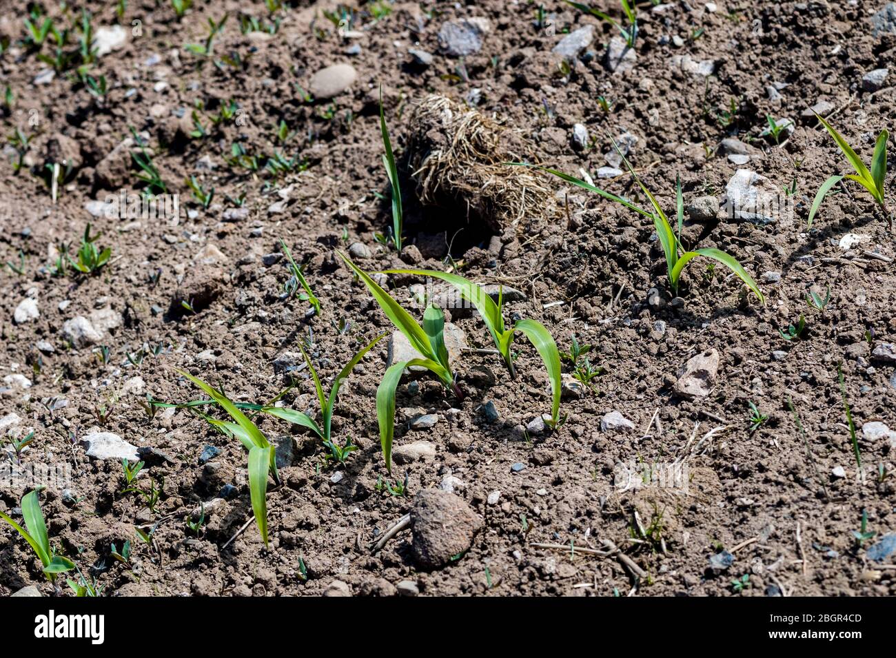 Green shoots of new growth of a crop in an agricultural field in ...