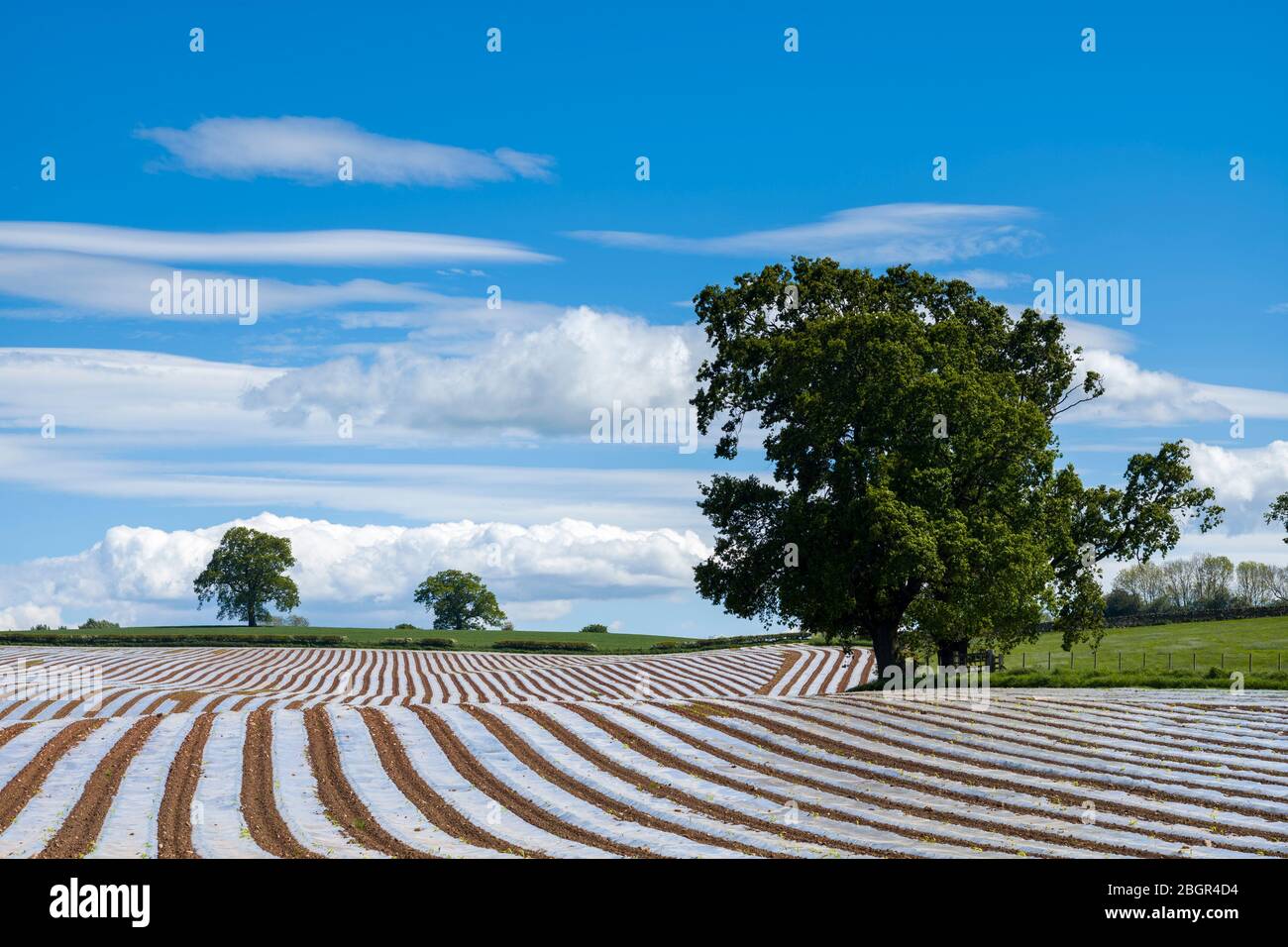Polythene sheeting as crop covers protect new growth plants against ...