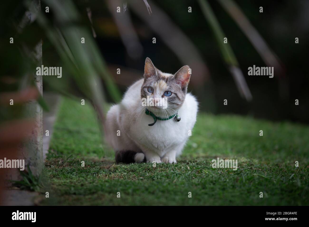 White cat walking on green hi-res stock photography and images - Alamy
