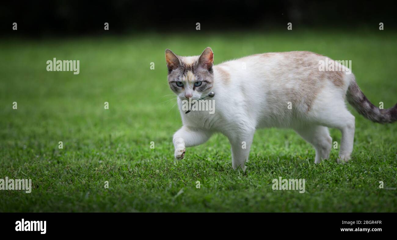 White colored cat in pose walking on green grass Stock Photo - Alamy