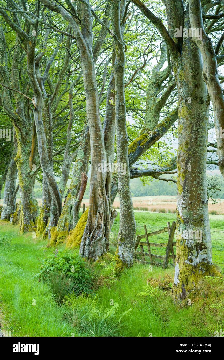 Row of deciduous beech trees, Fagus, grass and ferns in Scotland Stock ...