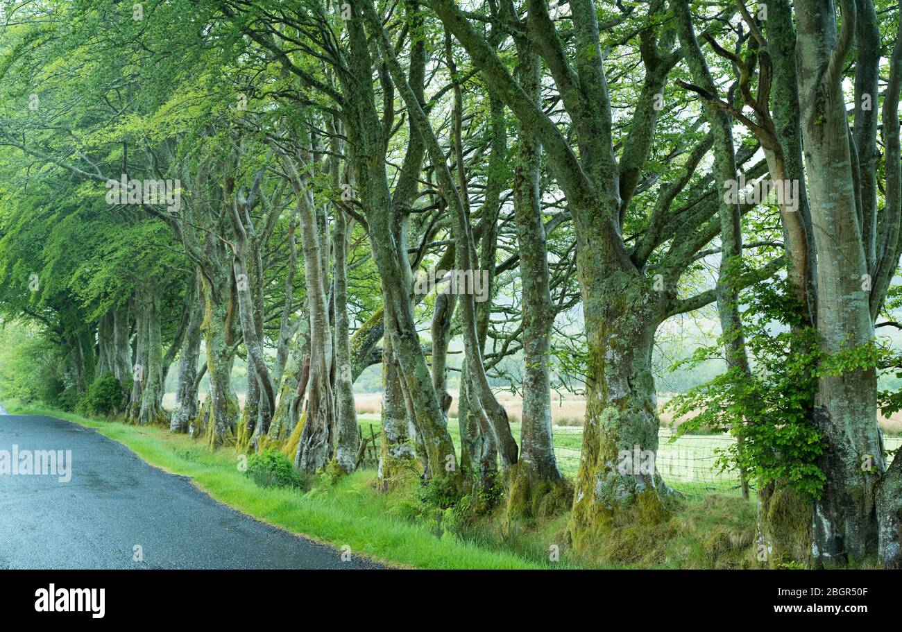 Roadside row of deciduous beech trees, Fagus, lining an empty tarmac ...