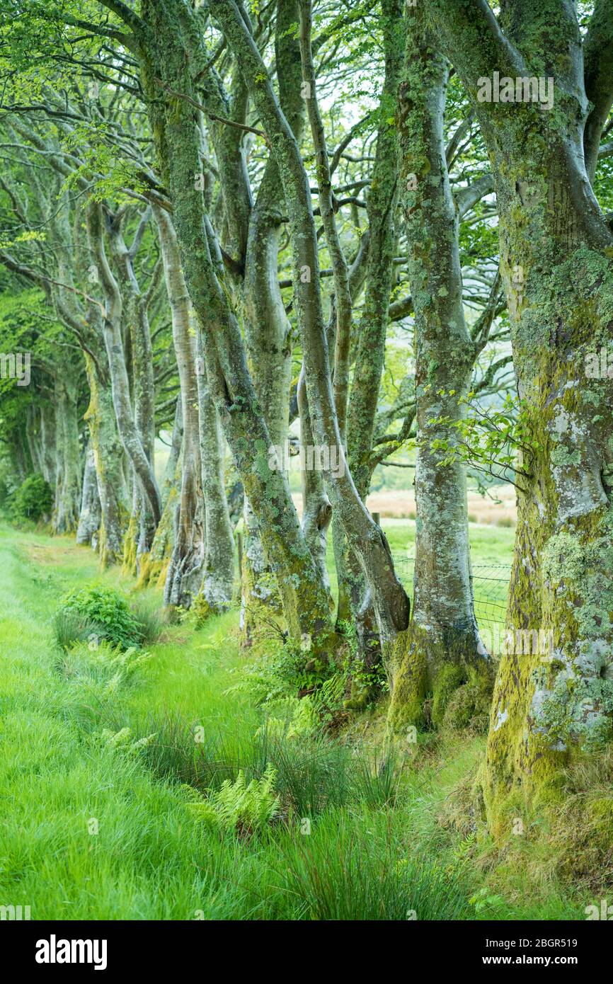 Row of ferns hi-res stock photography and images - Alamy