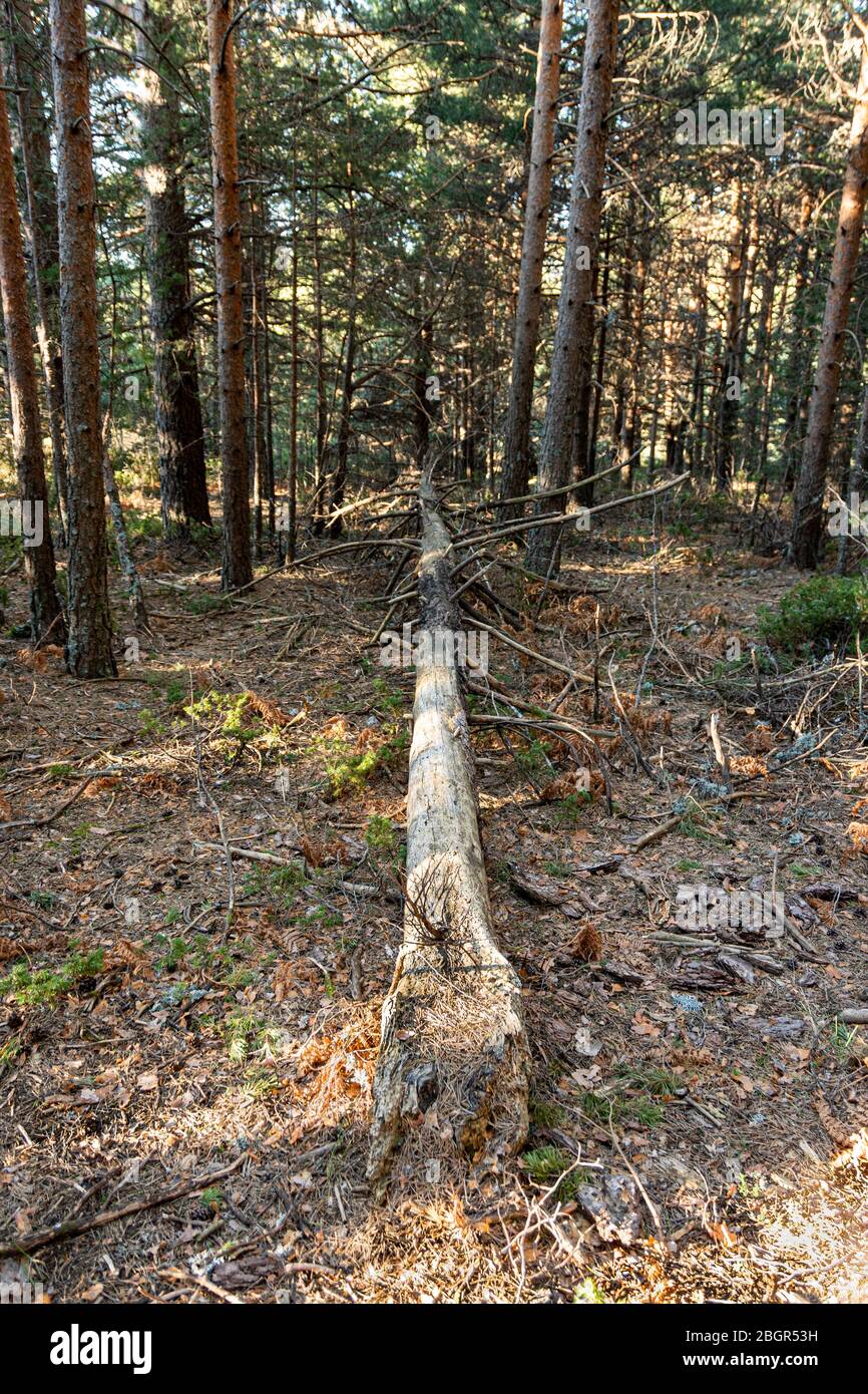 Shade of a pine tree hi-res stock photography and images - Alamy