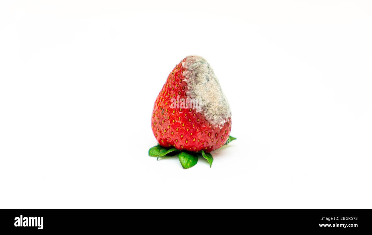 Moldy strawberry isolated on white hi-res stock photography and images ...