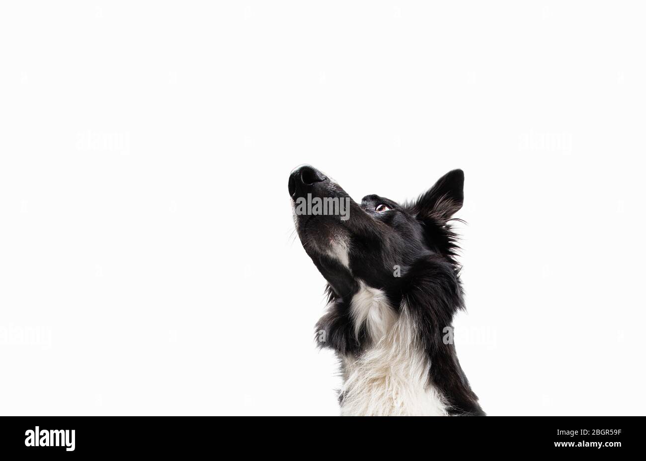 Close up nose domestic Cut Out Stock Images & Pictures - Alamy