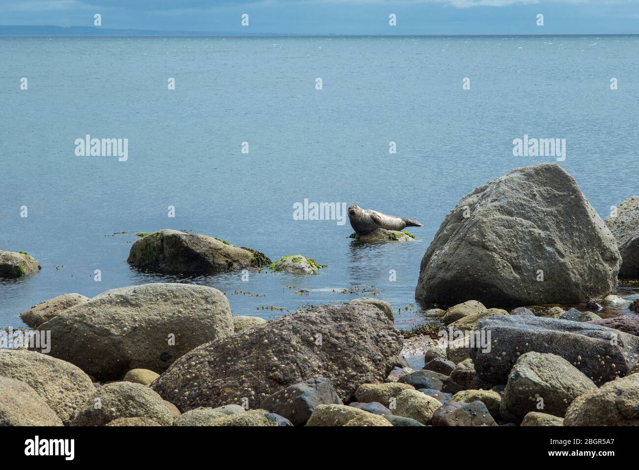 Grey seal, Halichoerus grypus, Common Seals near rock boulders at ...