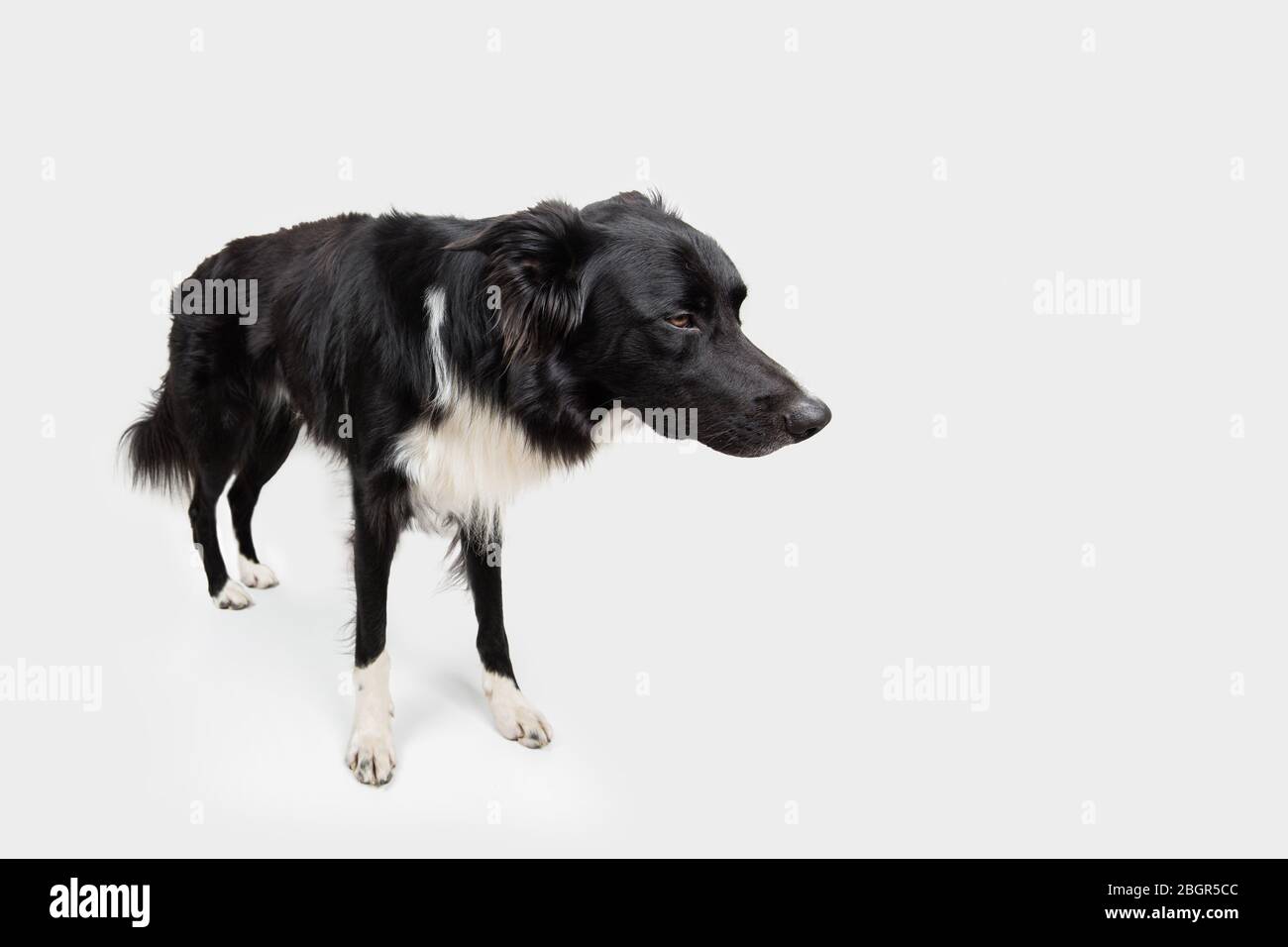 Full length portrait of annoyed purebred border collie dog looking down ...