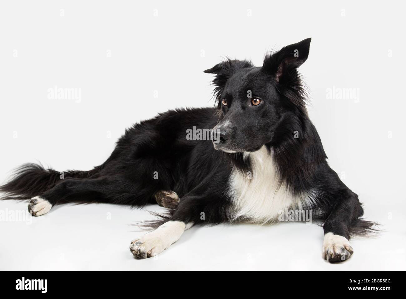 Dog with bent ear hi-res stock photography and images - Alamy