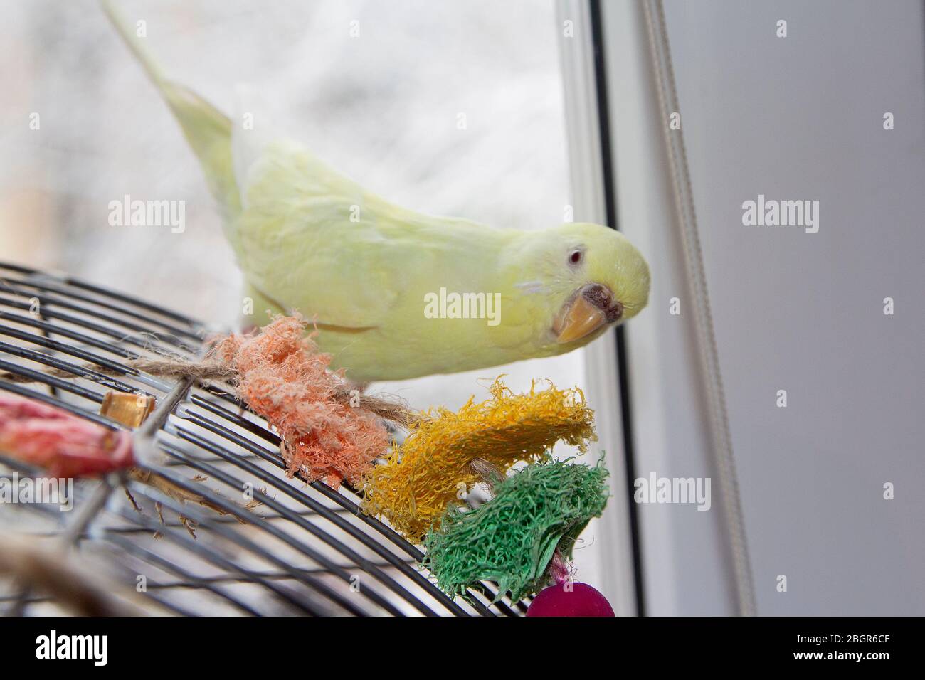 Yellow parrot plays with the toy sitting on cages. Birds Stock Photo ...