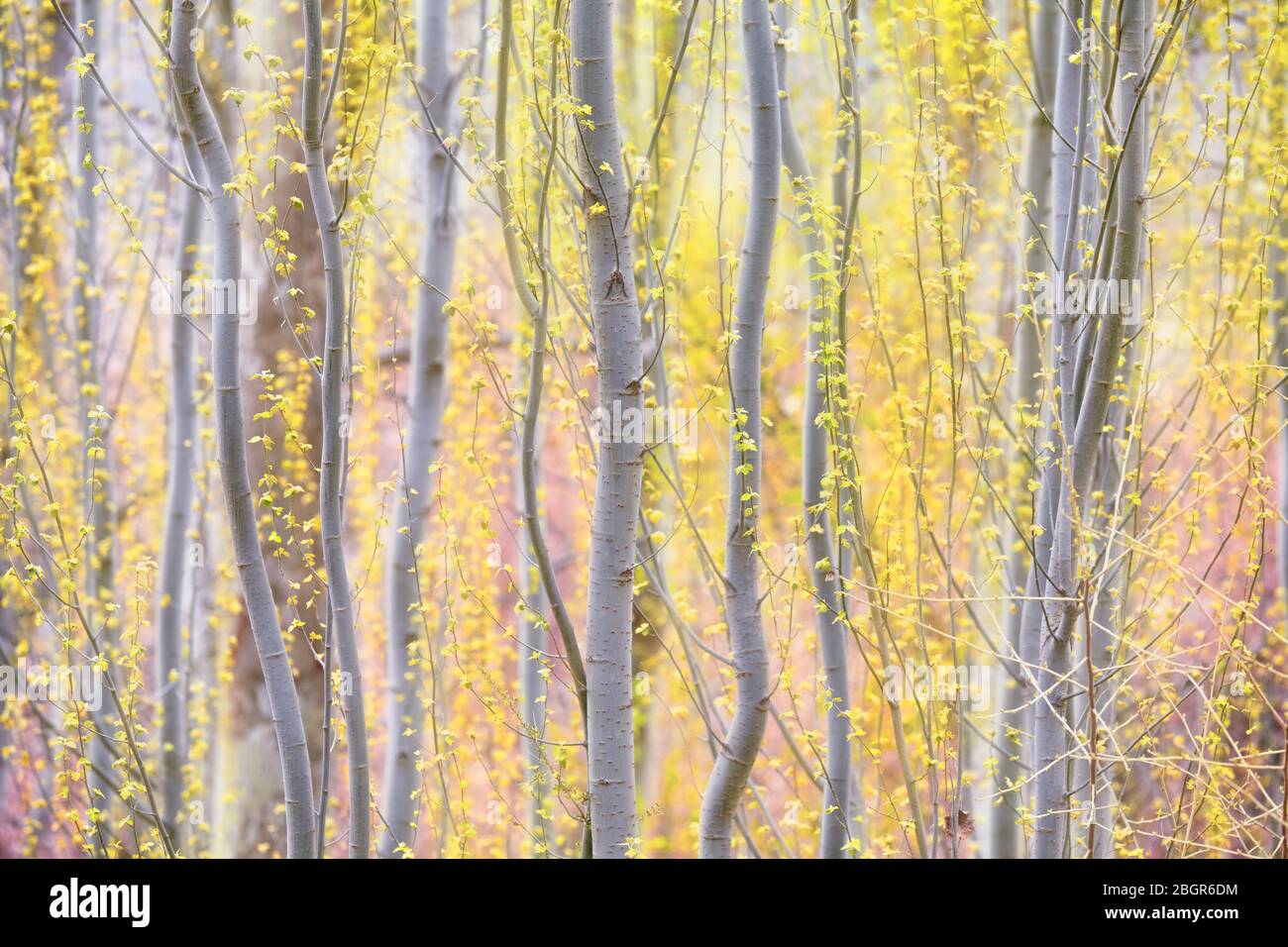 Hunza valley forest hi-res stock photography and images - Alamy