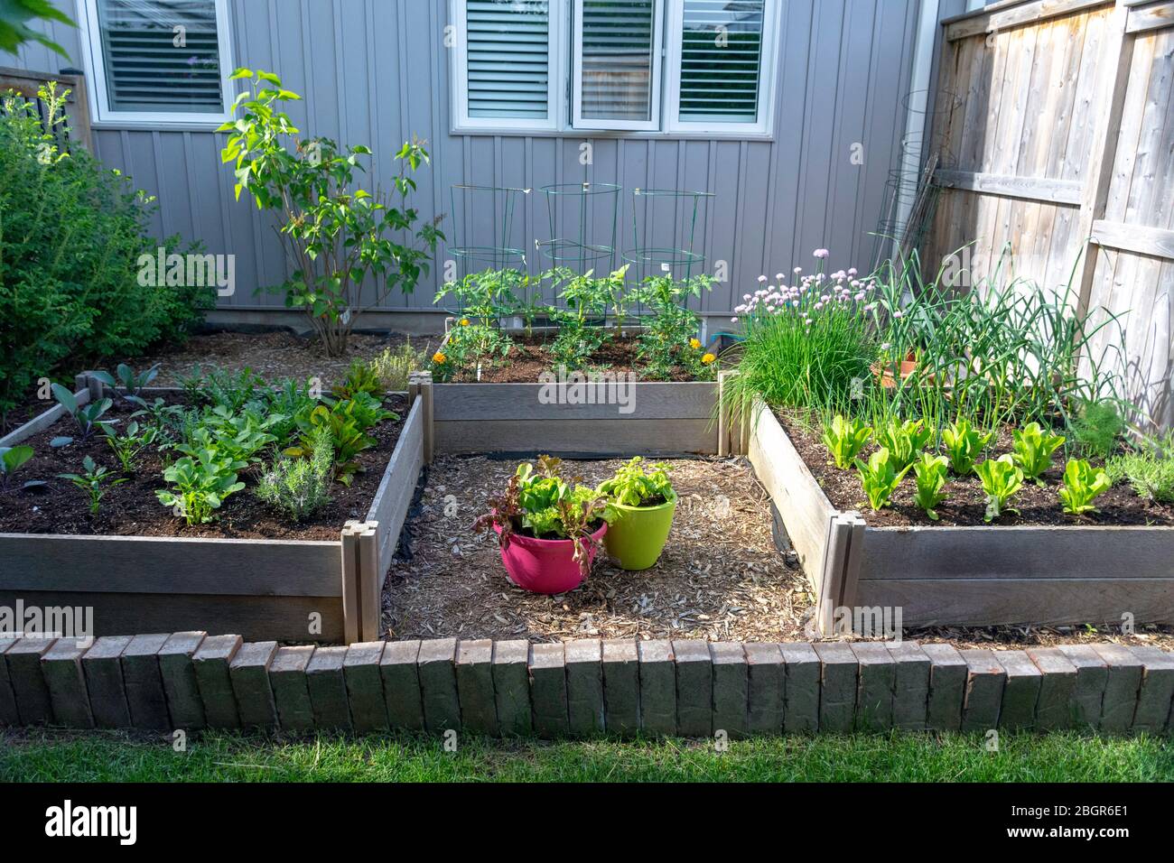 Back Yard Food Garden The Benefits Of Growing Your Own Food Bunnings