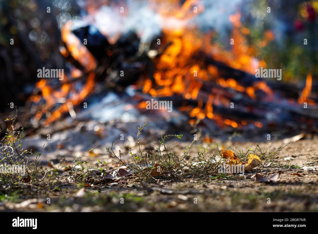 Campfire flame hi-res stock photography and images - Alamy