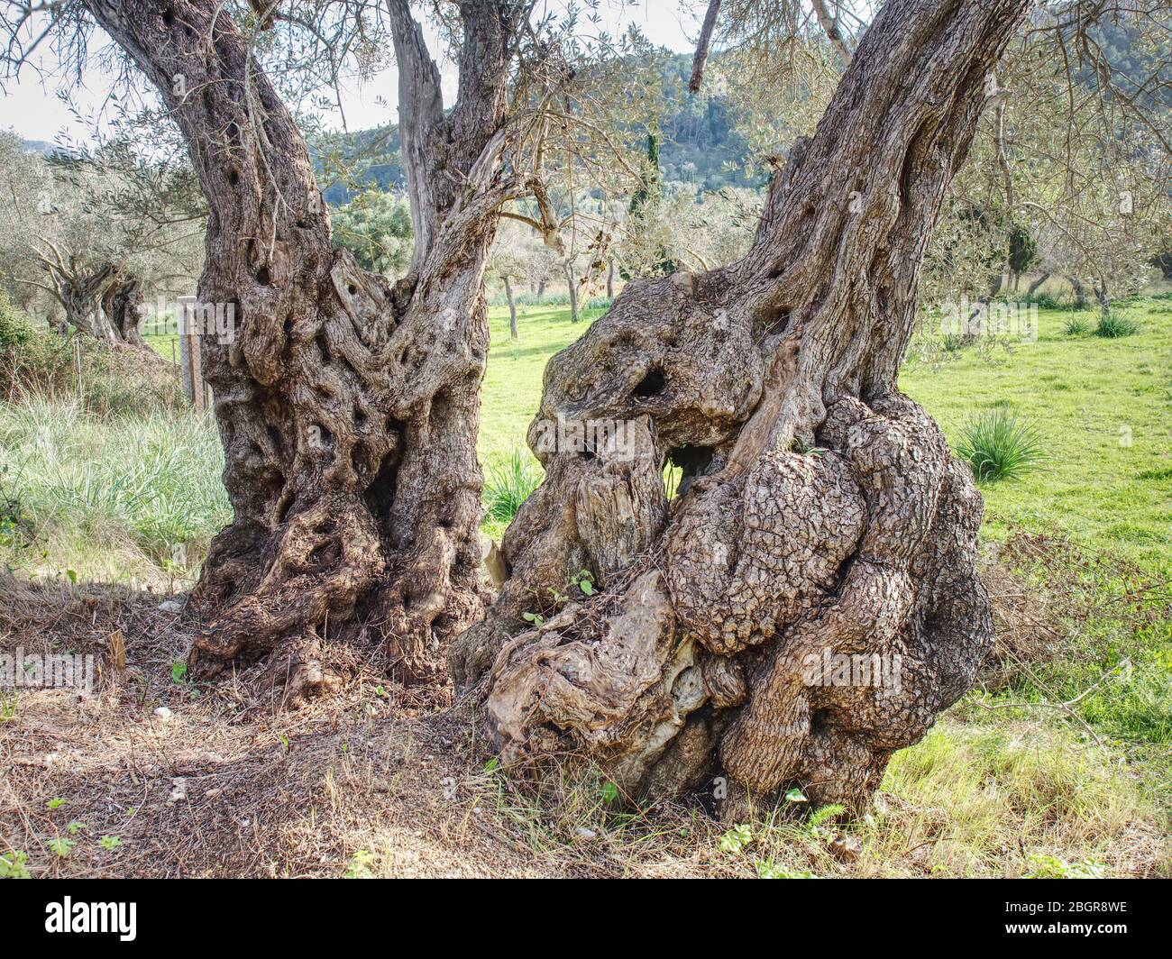 Amazing trunk of an old olive tree Natural design. Orchard an old olive ...