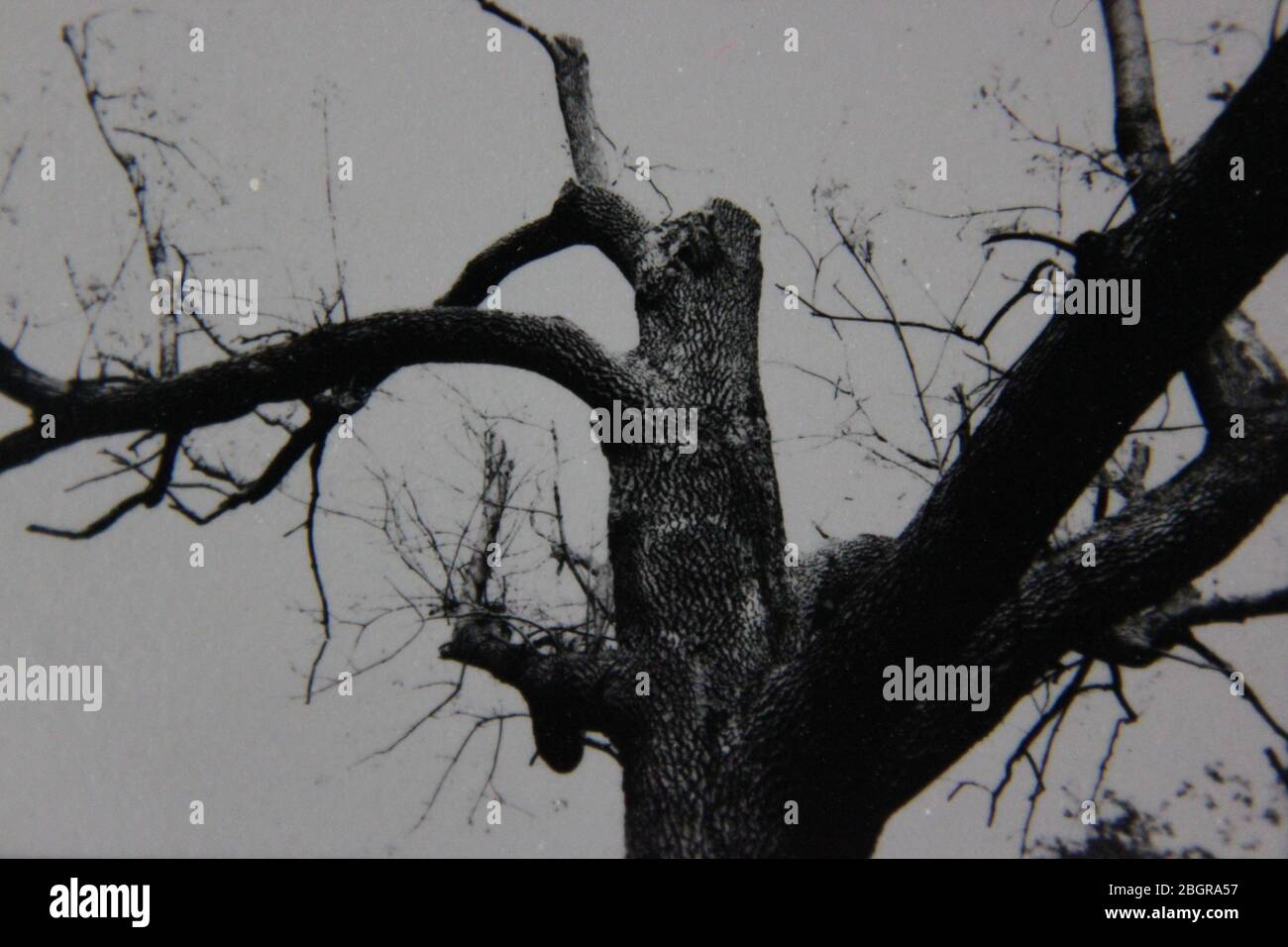 Big mangled tree Stock Photo - Alamy