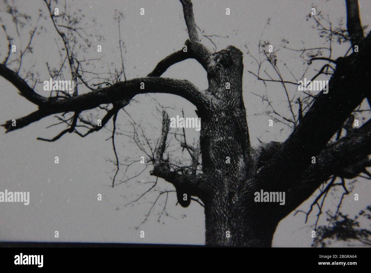 Big mangled tree Stock Photo - Alamy