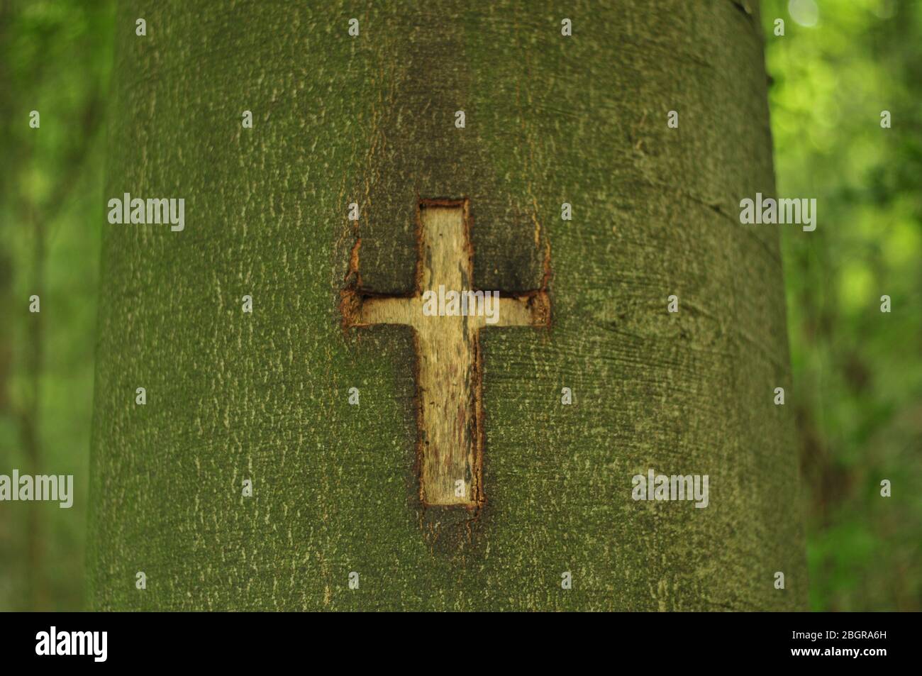 Ritual scar hi-res stock photography and images - Alamy