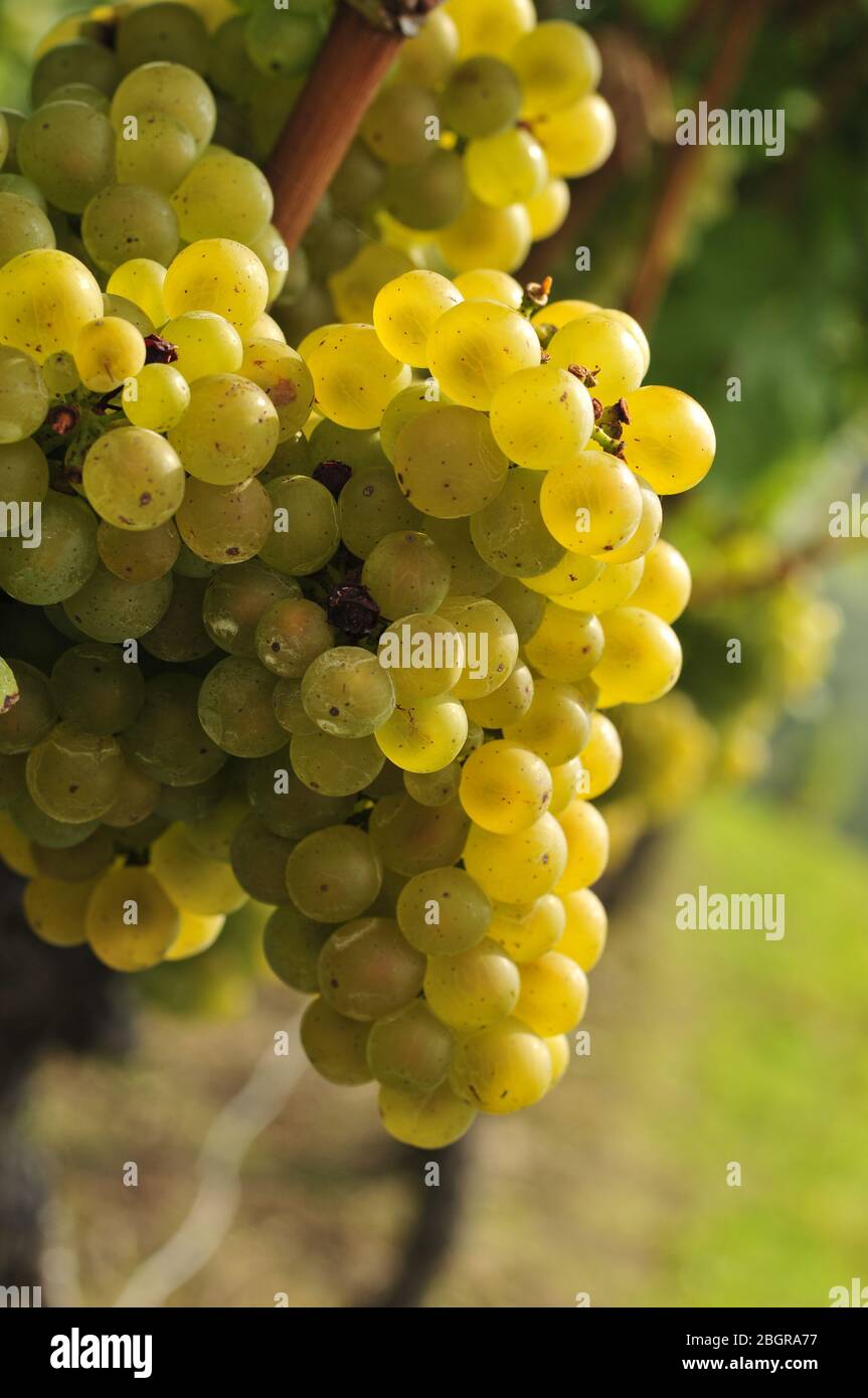 white grapes in full glory Stock Photo - Alamy