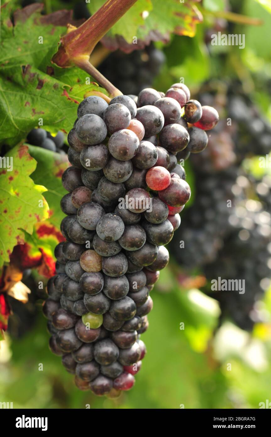 red grapes in full glory Stock Photo - Alamy