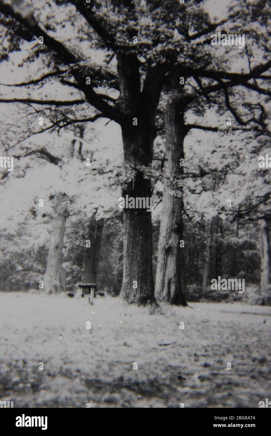 Interesting grove of trees hi-res stock photography and images - Alamy