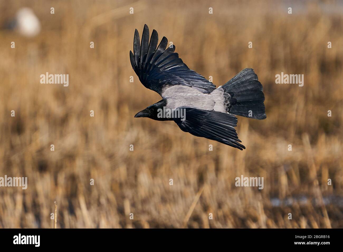Hooded crow in its natural habitat in Denmark Stock Photo - Alamy
