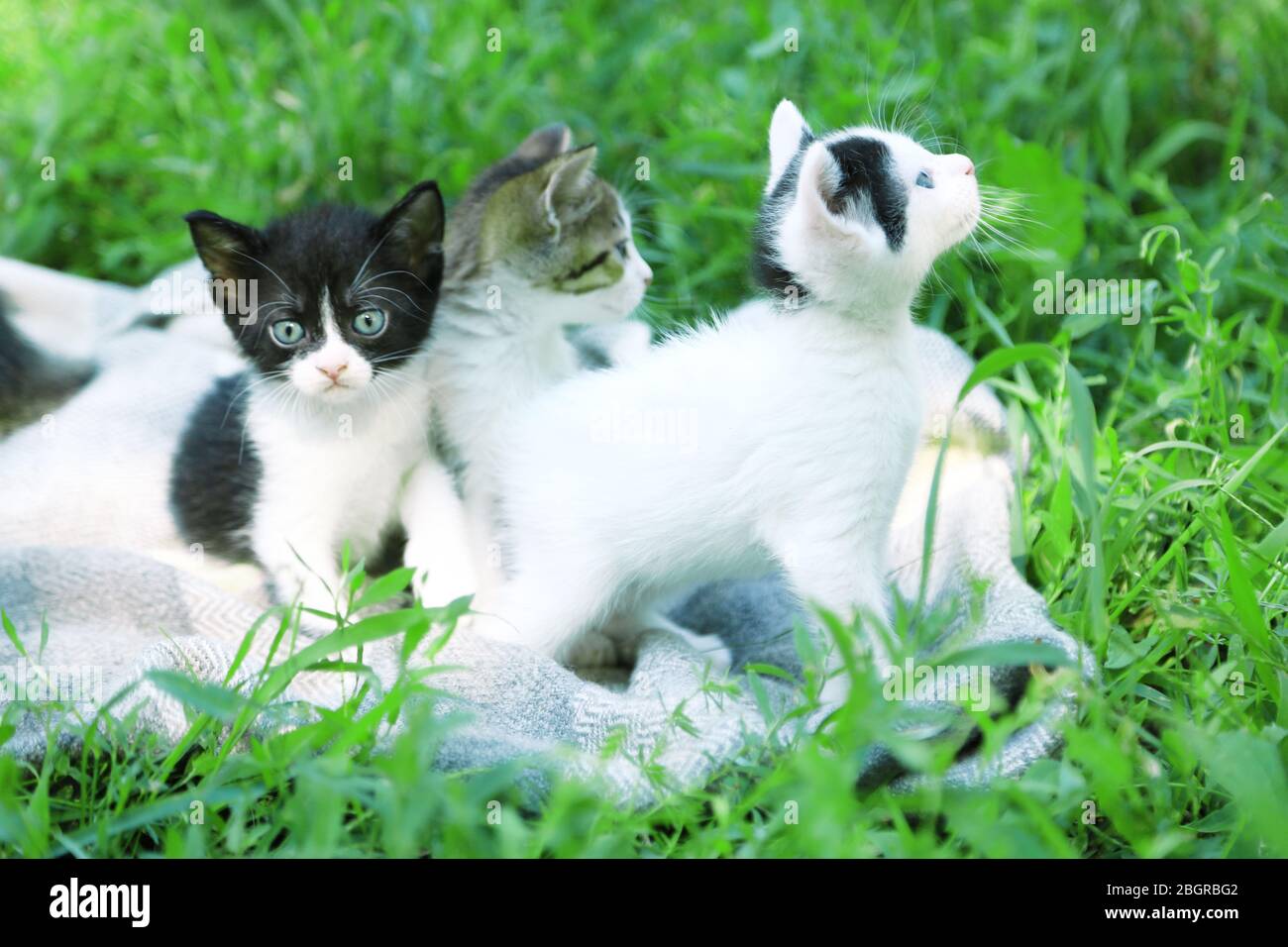 Cute little kittens, outdoors Stock Photo - Alamy