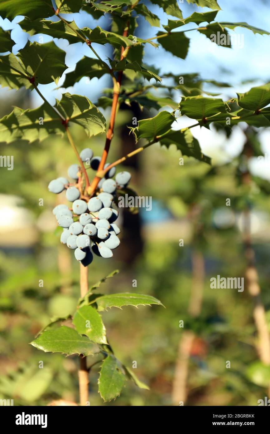Fruit bush in garden Stock Photo - Alamy