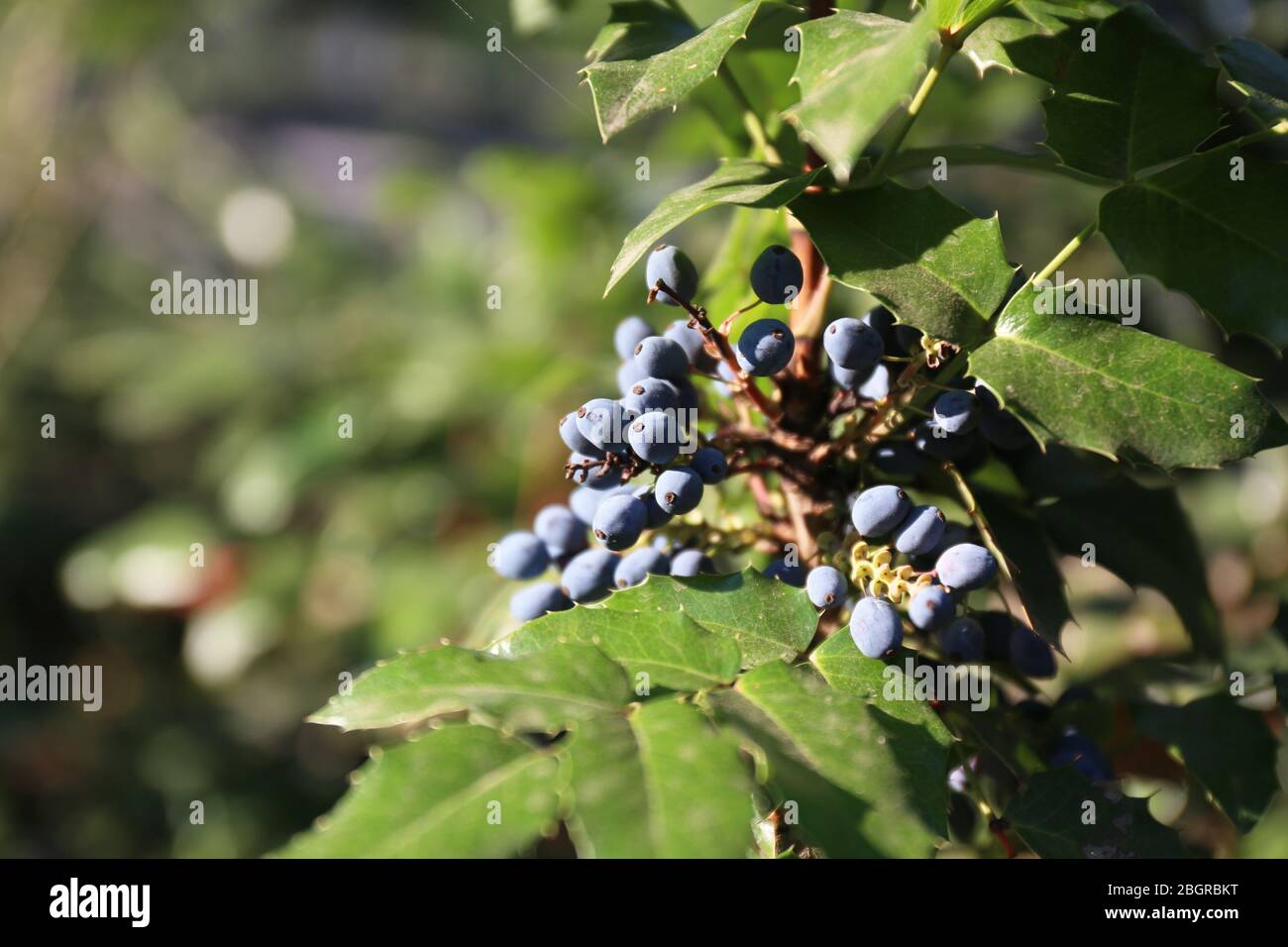 Fruit bush in garden Stock Photo - Alamy
