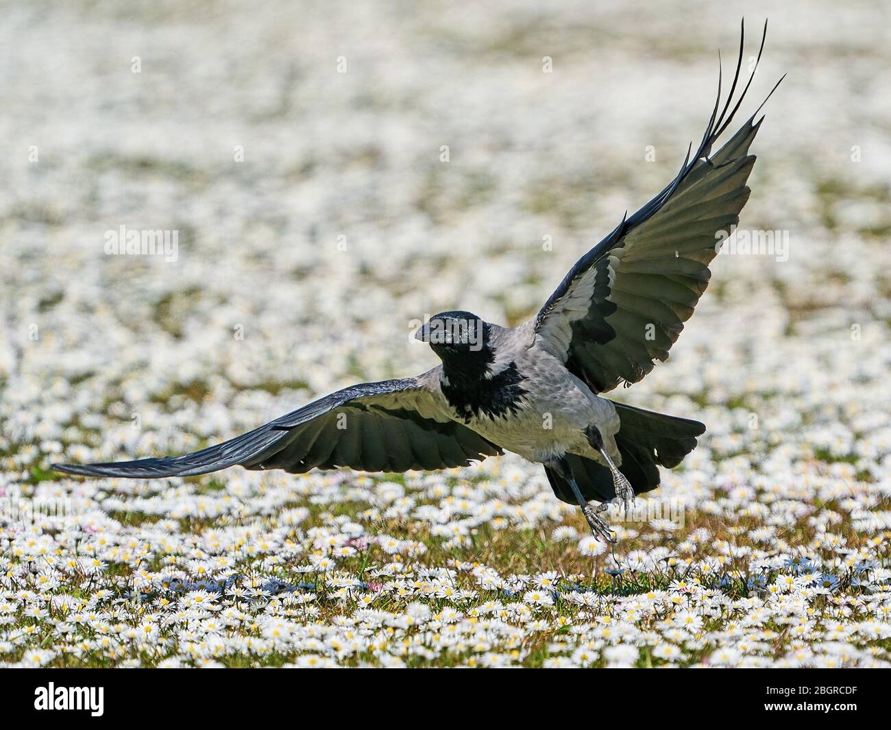 Hooded crow in its natural habitat in Denmark Stock Photo - Alamy