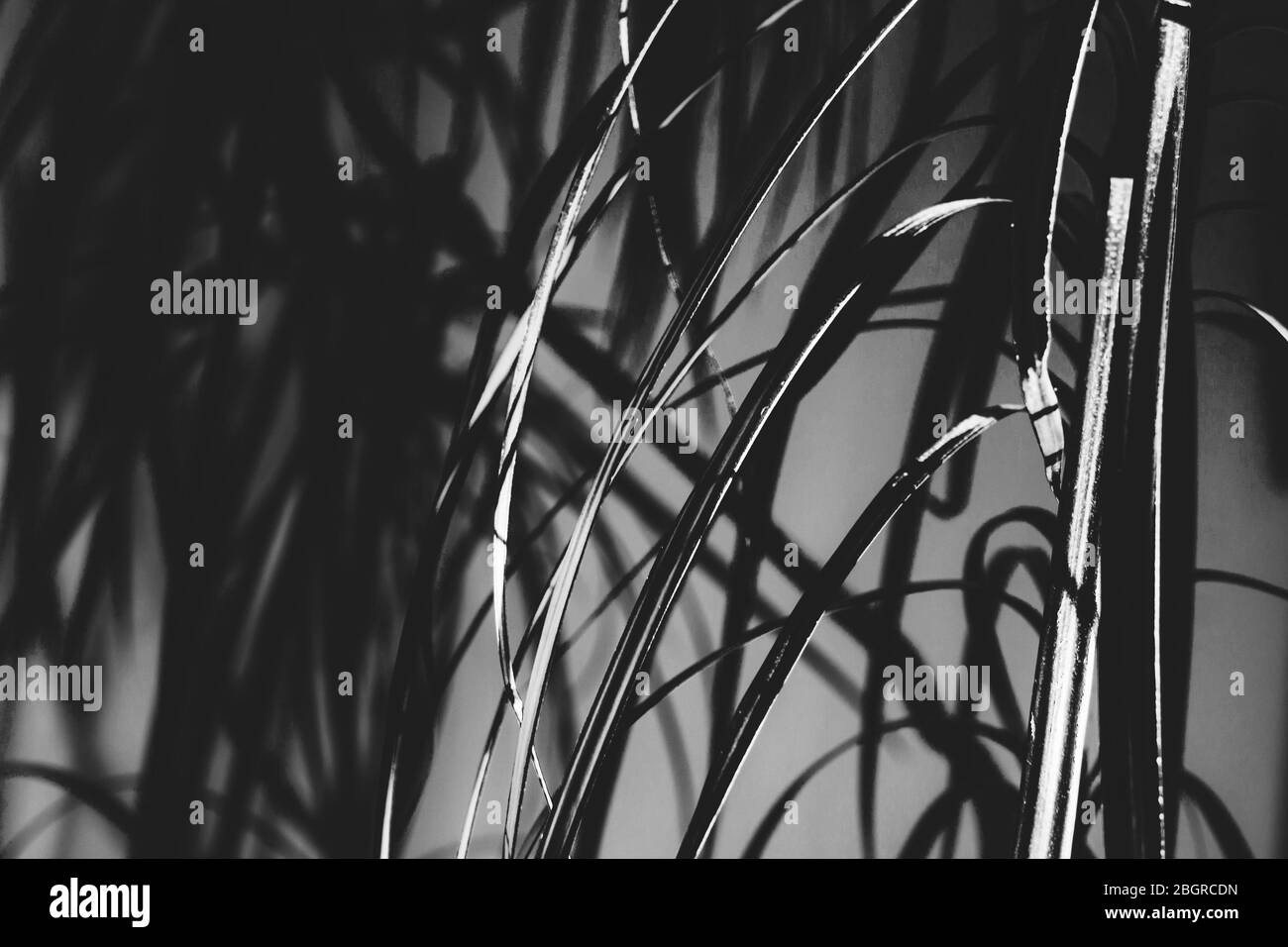 Overhead spring Black and White Stock Photos & Images - Alamy