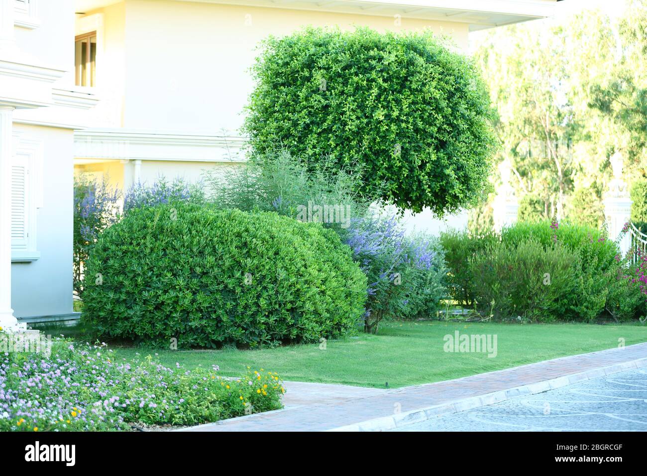 Beautiful tree and bushes at park Stock Photo - Alamy