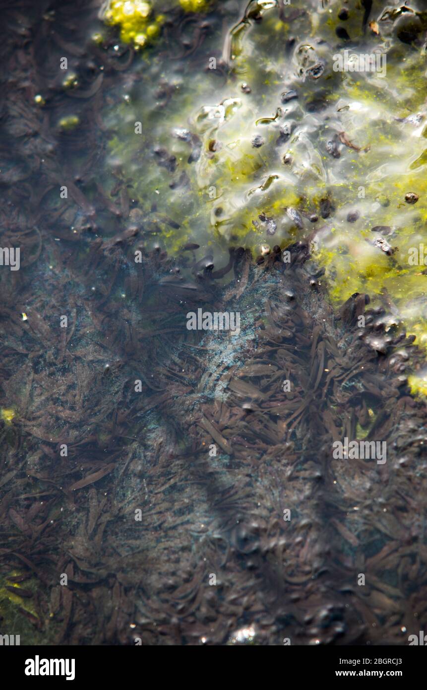 Spawn and tadpoles hi-res stock photography and images - Alamy