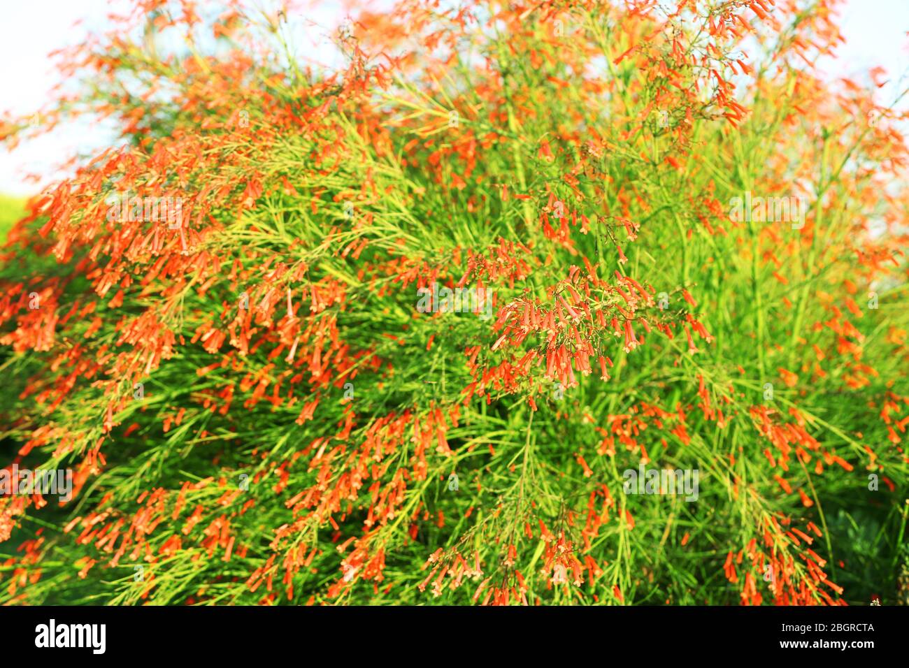 Beautiful flowering bush in garden Stock Photo - Alamy