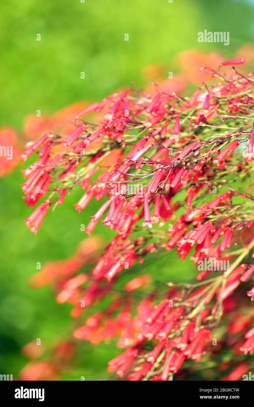 Beautiful flowering bush in garden Stock Photo - Alamy
