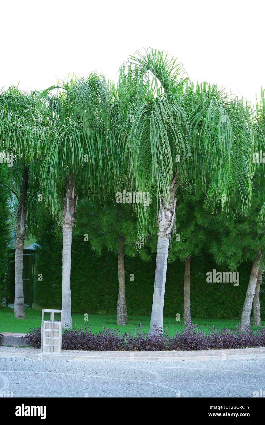 Beautiful trees at park Stock Photo - Alamy