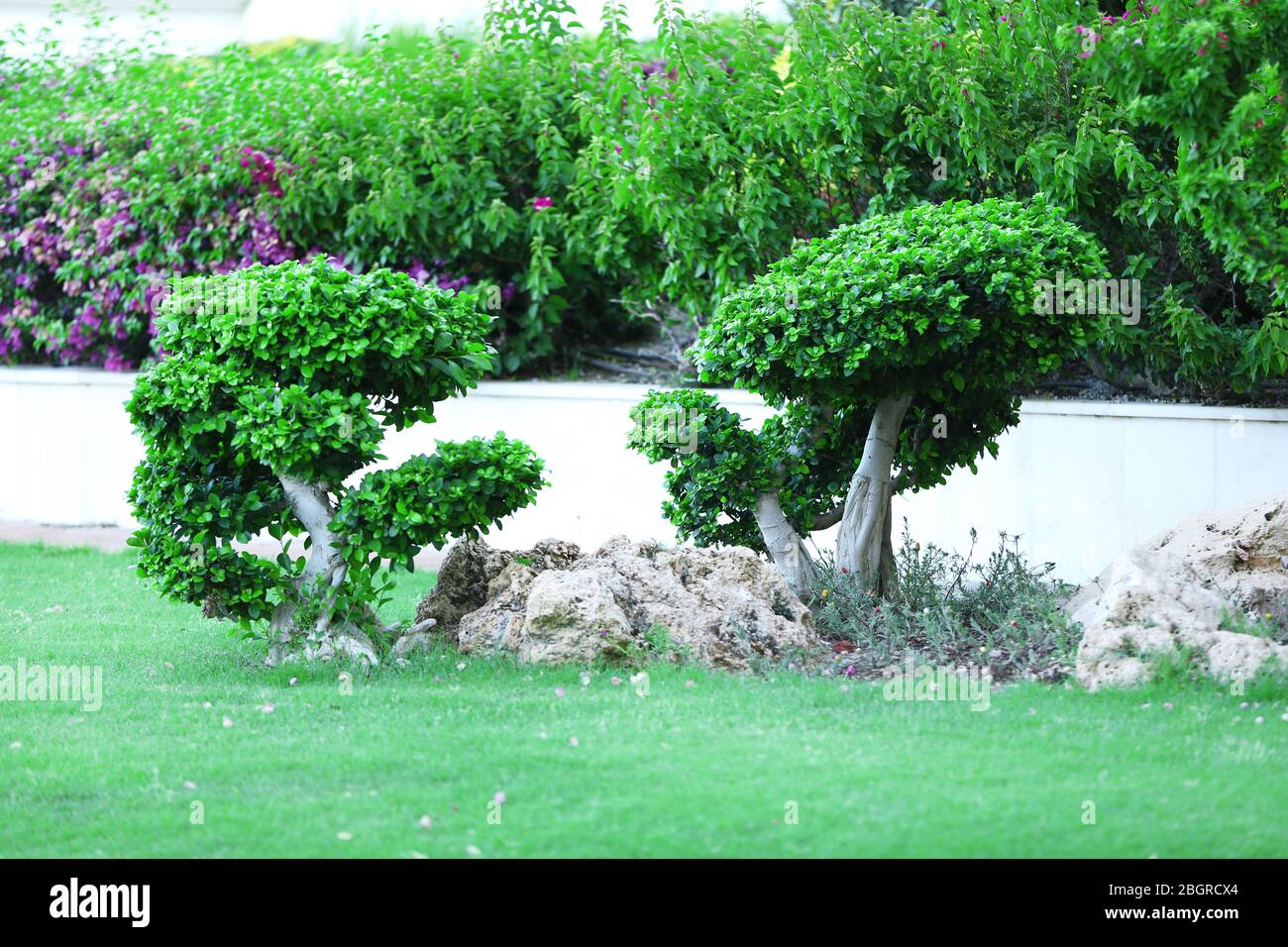 Beautiful tree at park Stock Photo - Alamy