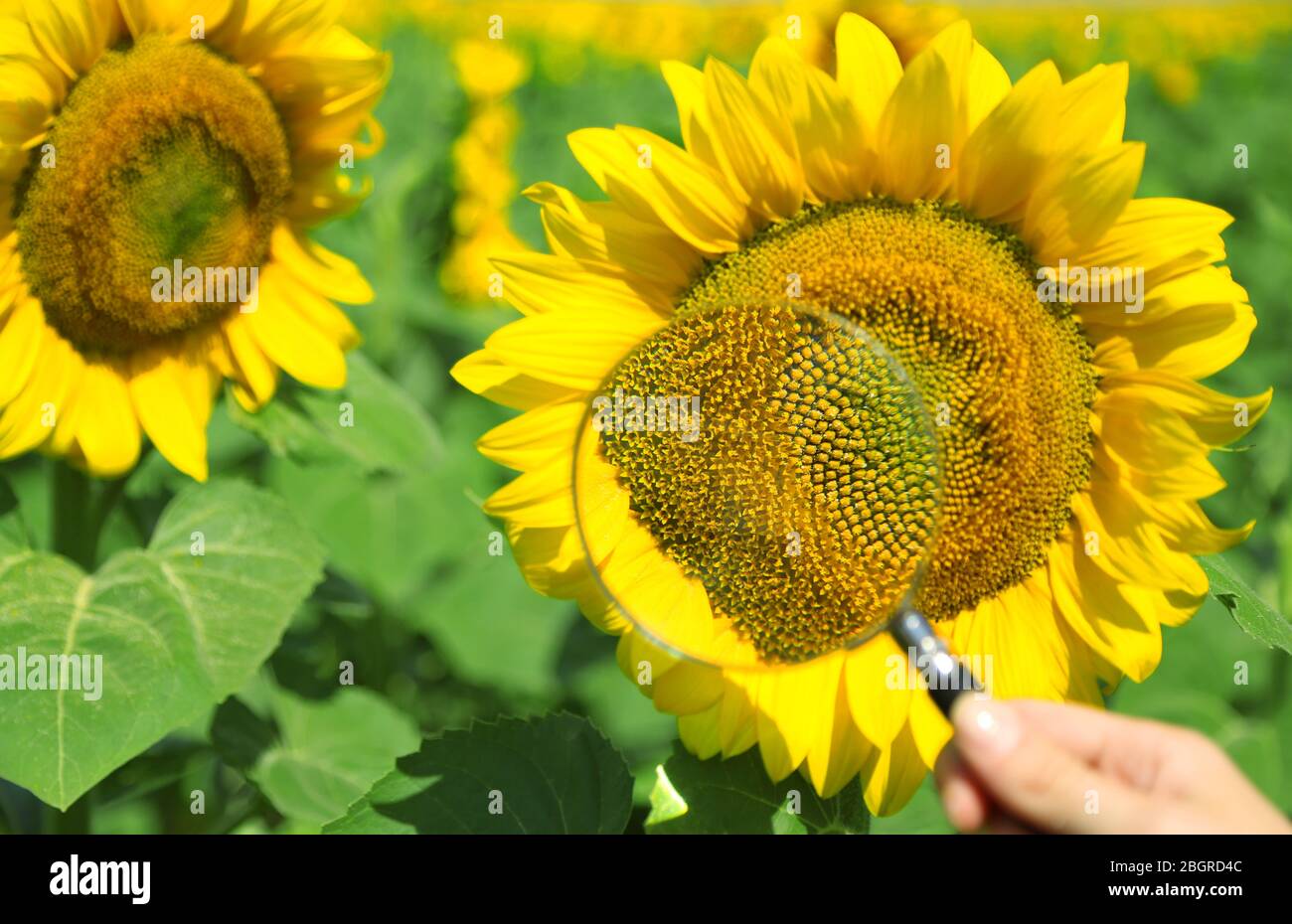 Analyzing sunflowers with magnifier in field Stock Photo - Alamy