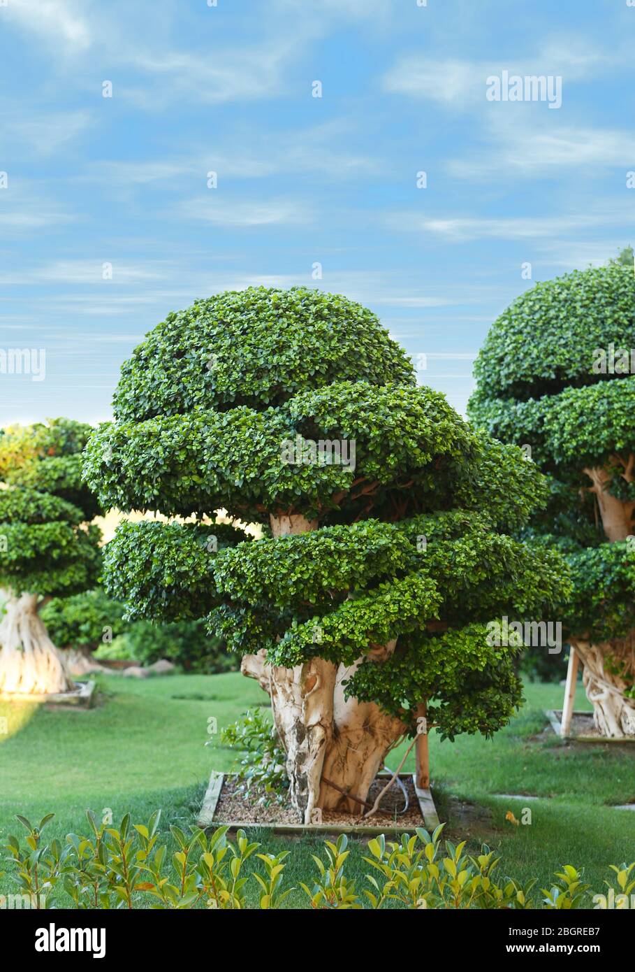 Beautiful trees in park Stock Photo - Alamy